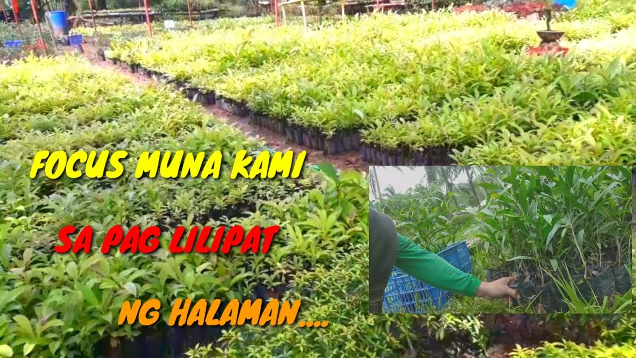 FOCUS MUNA SA PAGLILIPAT NG MGA TINANIM NA HALAMAN | DAILYLIFE | - YouTube