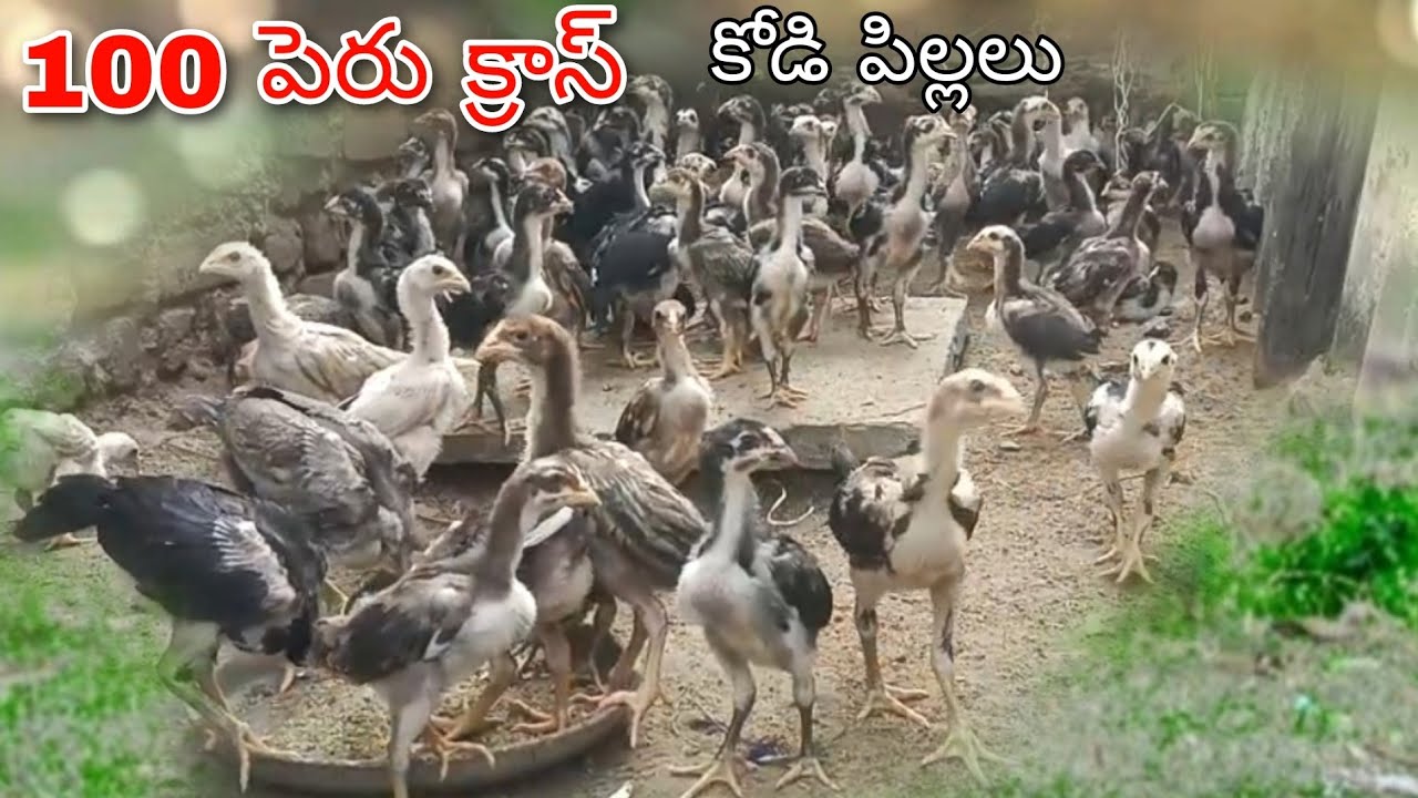 #KVR BREEDES#9398456773#peru cross chicks#rich watam chicks#patta punju ...