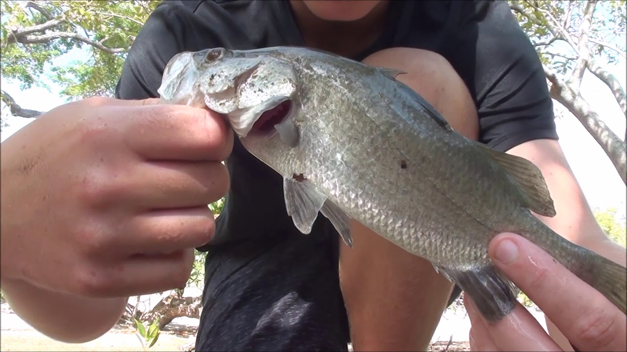 I CAUGHT MY PB SMALLEST BARRA ultra light fishing a small puddle - YouTube