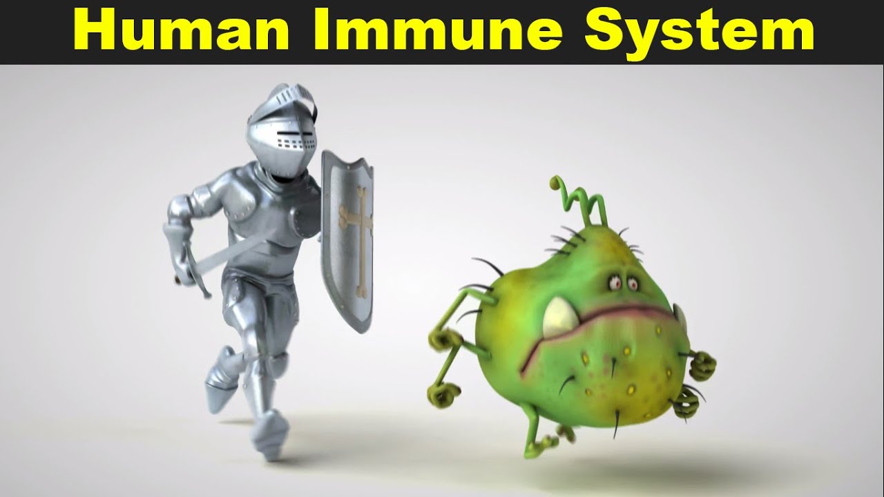 Human Immune System How Immune System Works In Humans Urdu Hindi human-immune-system-how-immune-system-works-in-humans-urdu-hindi