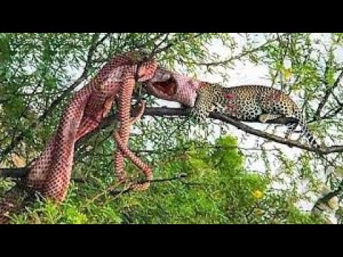 Crazy Battle - Leopards Ambush While Hunting Giant Python In Maasai ...
