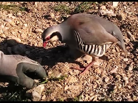 18 BEAUTİFUL VİDEOS ABOUT ANİMALS ( Yaşam onlarla daha anlamlı ) ALT YAZILI