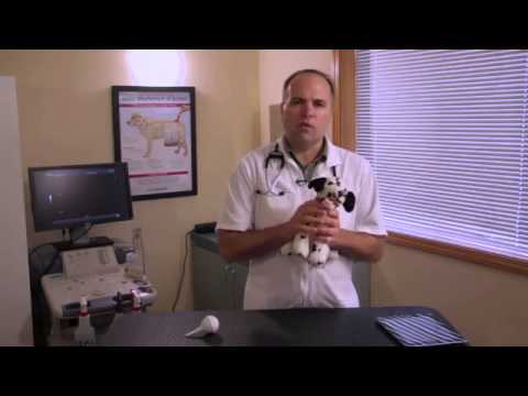 How to Give Newborn Puppies CPR Pet Health - YouTube - YouTube