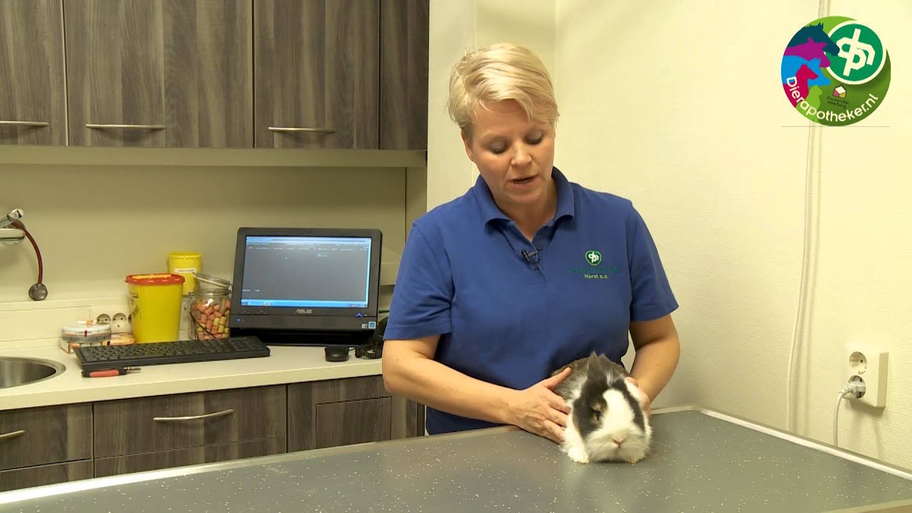 Gebit van het konijn nader bekeken - YouTube