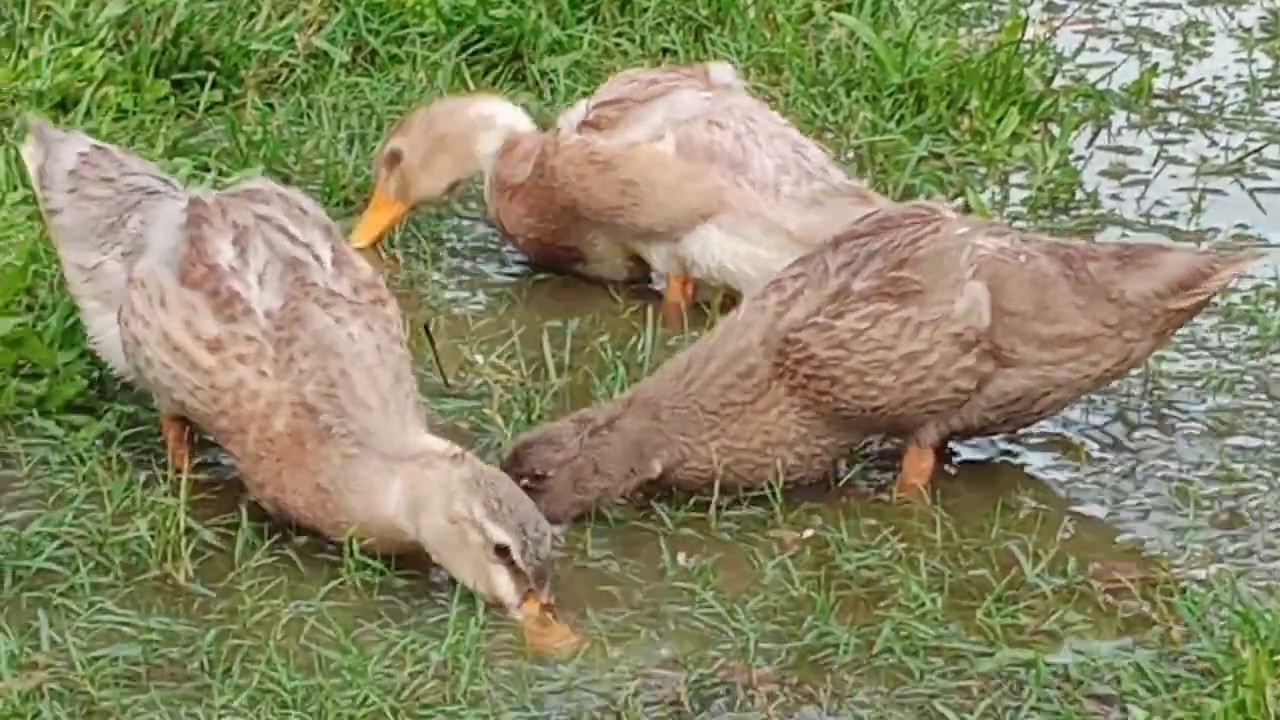 Ducklings, Three ducklings, Three ducklings eat insects, Bathing three ...