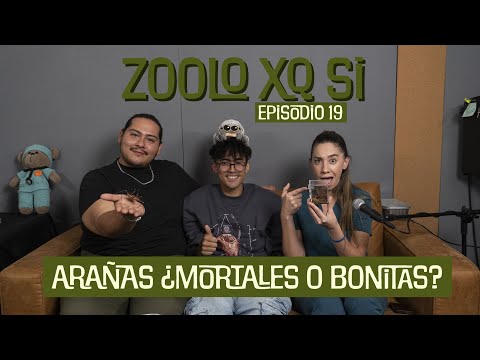 Arañas ¿MORTALES o bonitas? | Zoolo XQ Sí | Episodio 19
