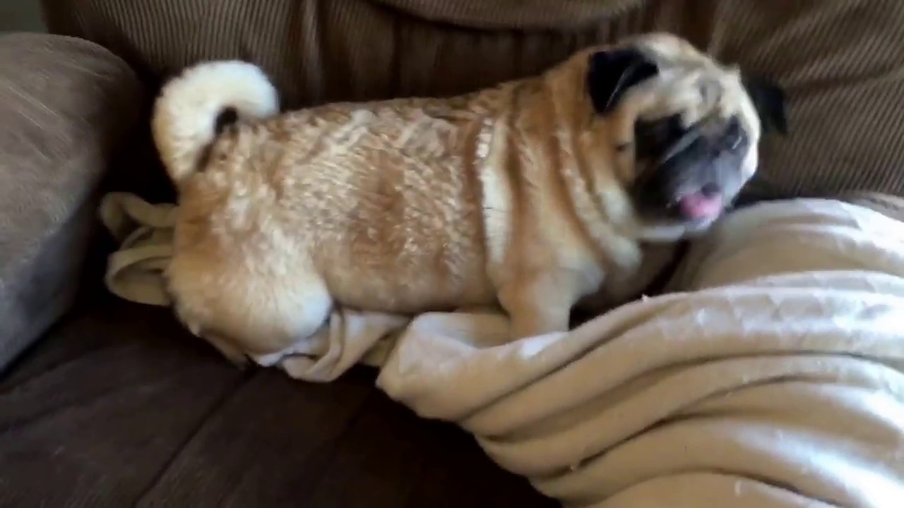 Pug goes INSANE - YouTube