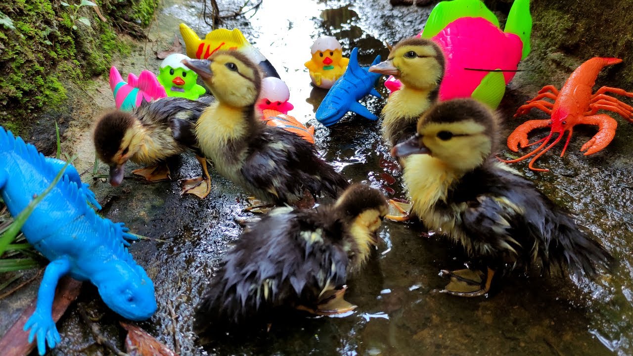 Tangkap Anak Itik Lucu Warna-Warni, Ikan Mas Besar, Kadal, lobster ...
