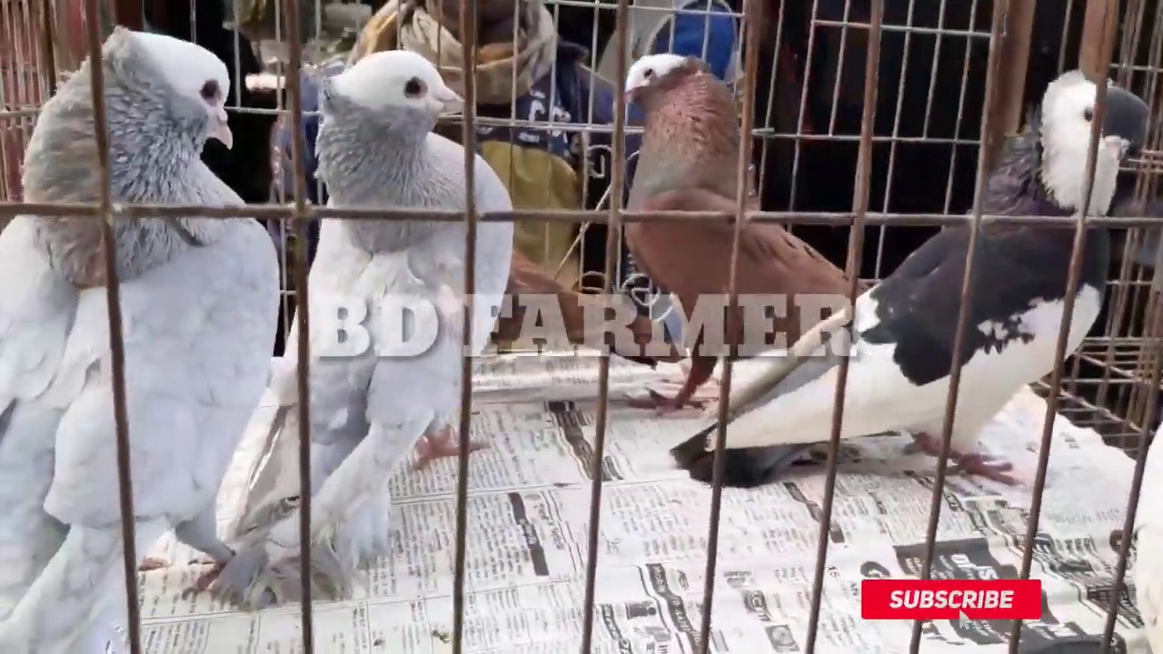 Fancy Pigeon Sale Market | Most Beautiful Fancy Pigeon Loft. - YouTube