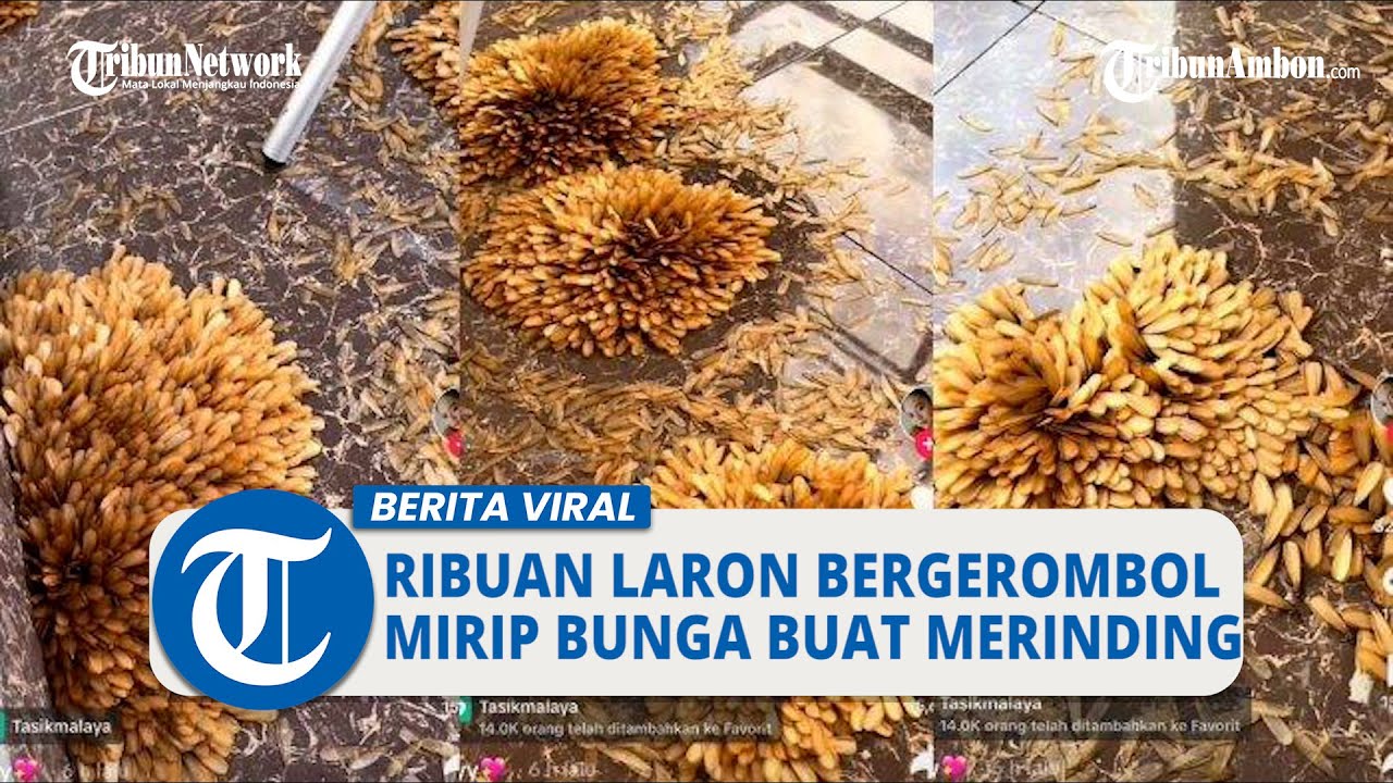 Viral Penampakan Ribuan Laron Bergerombol Mirip Bunga Buat Merinding ...