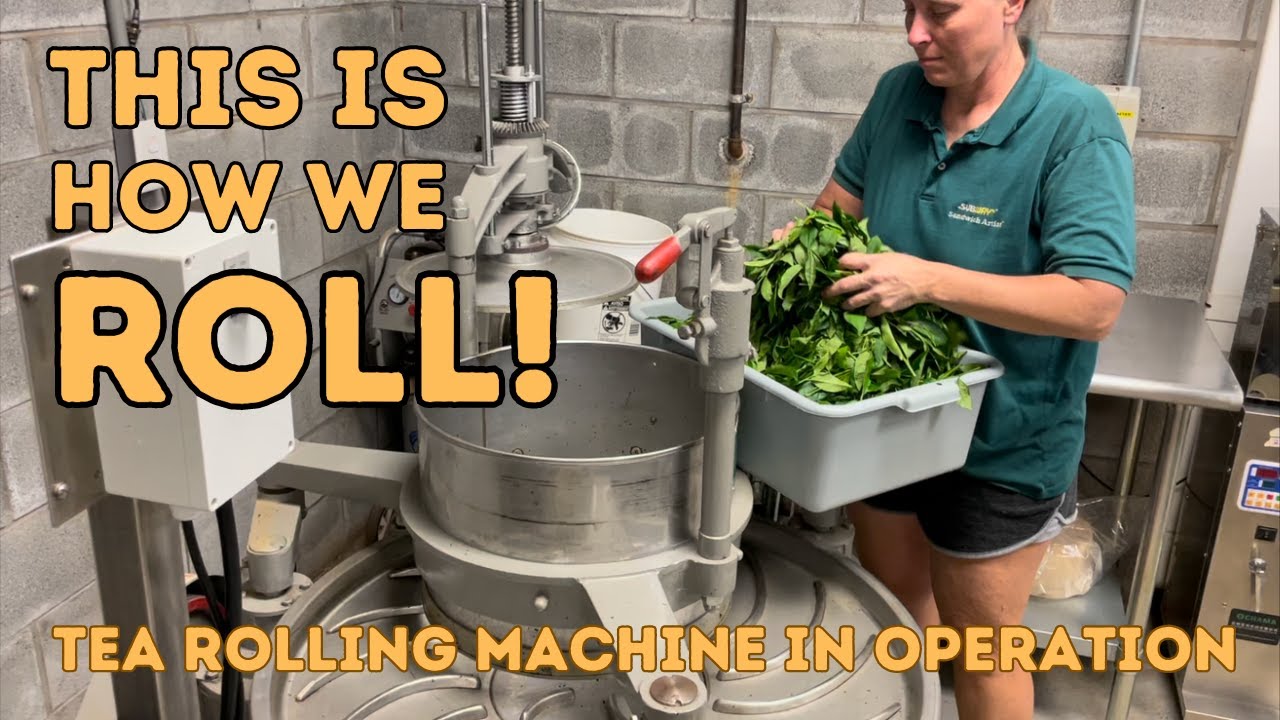 Tea rolling machine operation - YouTube