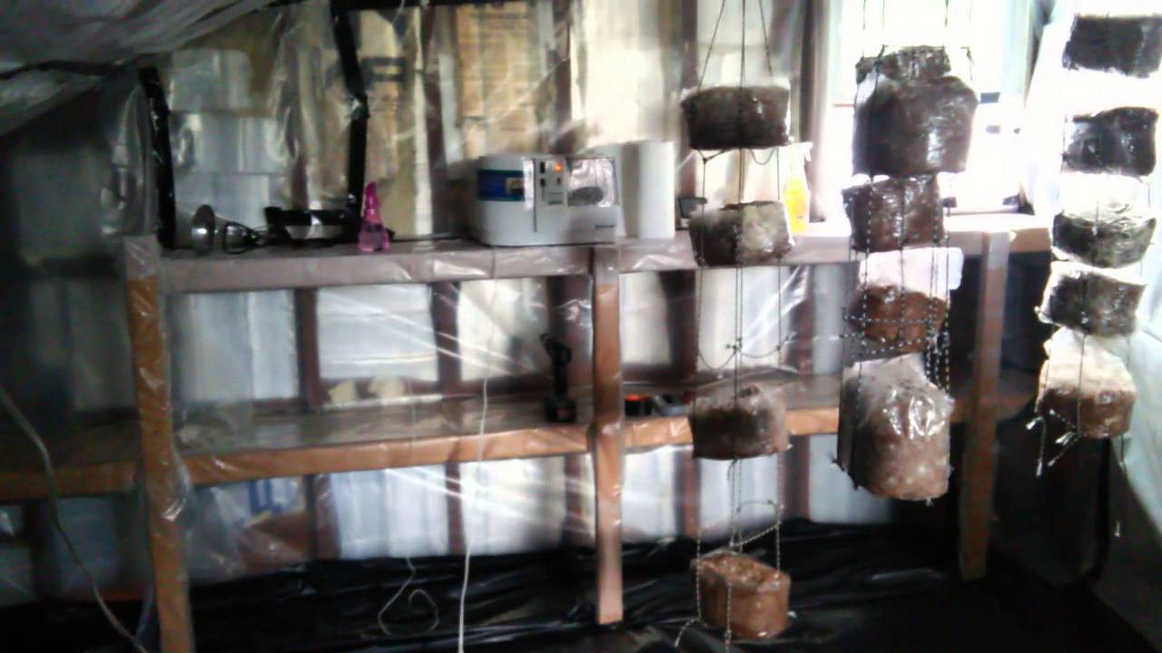 Welcome to the First Fruiting Room at MycoSymbiotics HQ - YouTube