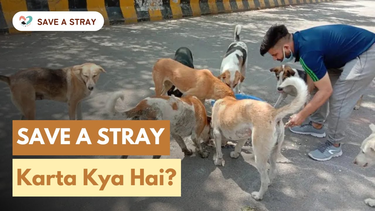 Save A Stray's Story by Vidit || Save A Stray #saveastray - YouTube