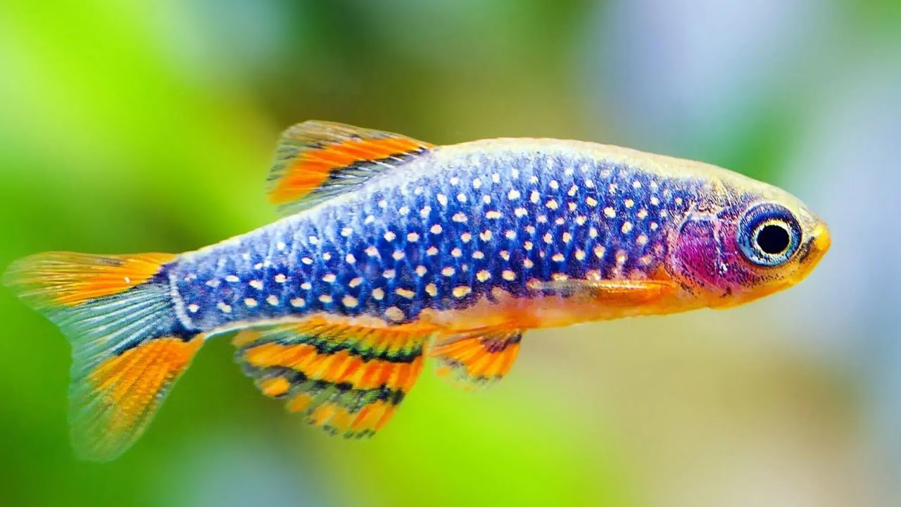 Ikan Hias Rasbora Galaxy Si Cantik Mungil dari Myanmar - YouTube