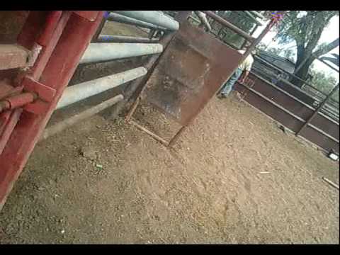 drafting cattle - YouTube