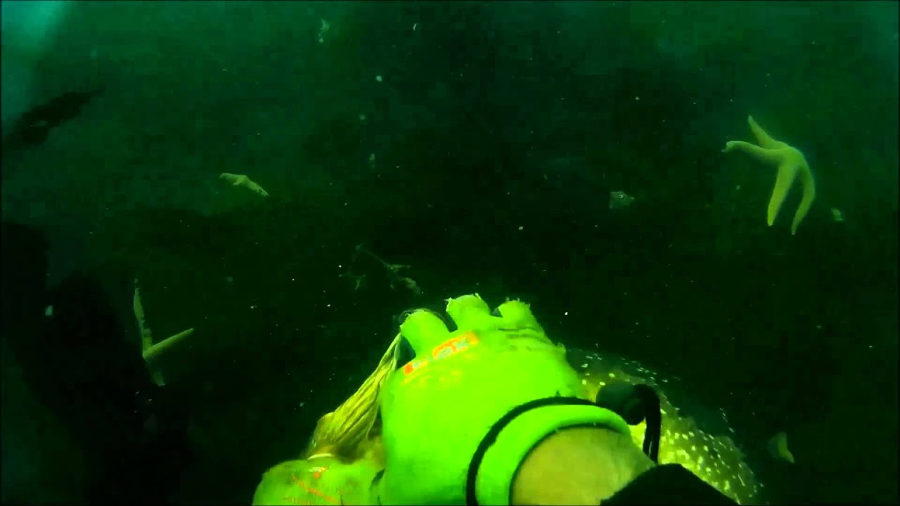 CAZA DEL CONGRIO EN CHILE congrios negros y colorados en el golfo de ...