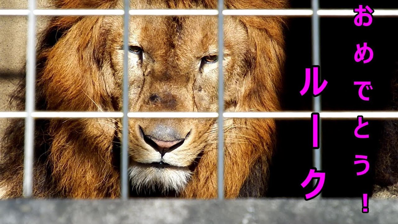 ルーク、7歳の誕生日おめでとう！ Happy 7th birthday, Rook! Lion (ライオン) 多摩動物公園 - YouTube