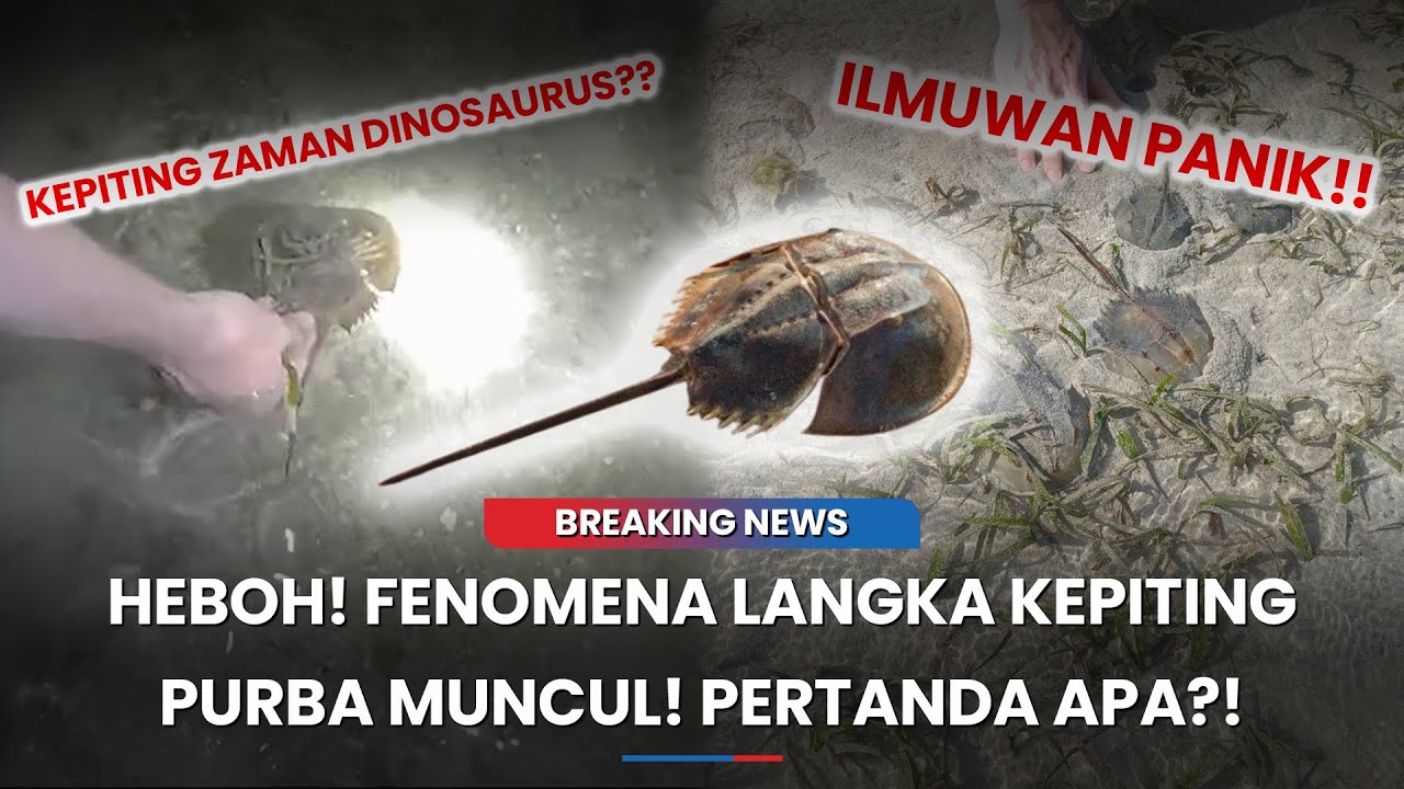 GEGER! Kepiting Purba Berusia 400 Juta Tahun Muncul di Gorontalo Utara ...