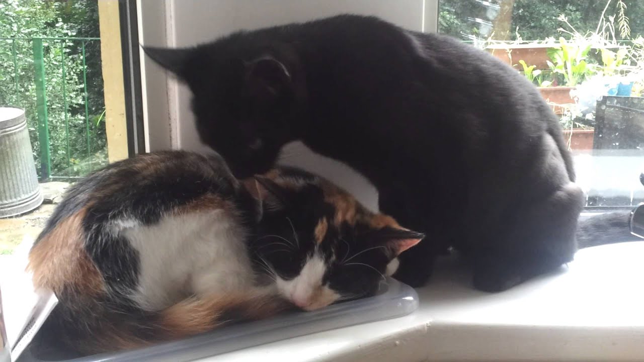 Matilda cleaning Strange - YouTube