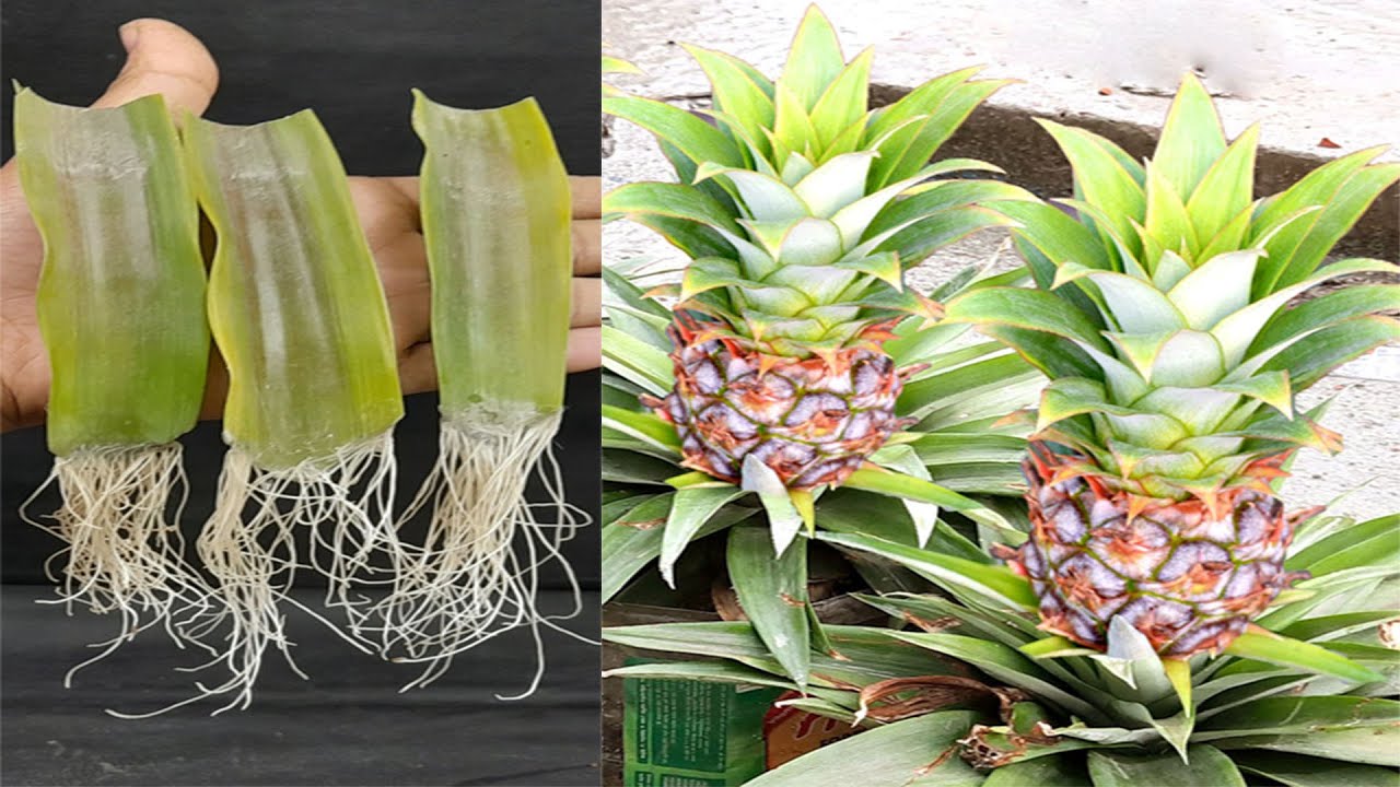 How to Grow Pineapple by leaaves at Home / Growing Pineapple Plants In ...