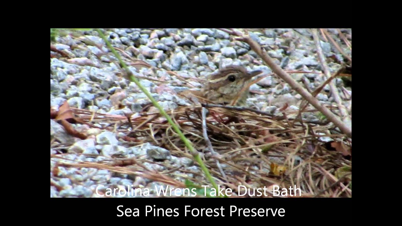 Carolina Wrens Take Dust Bath Sea Pines Forest Preserve - YouTube
