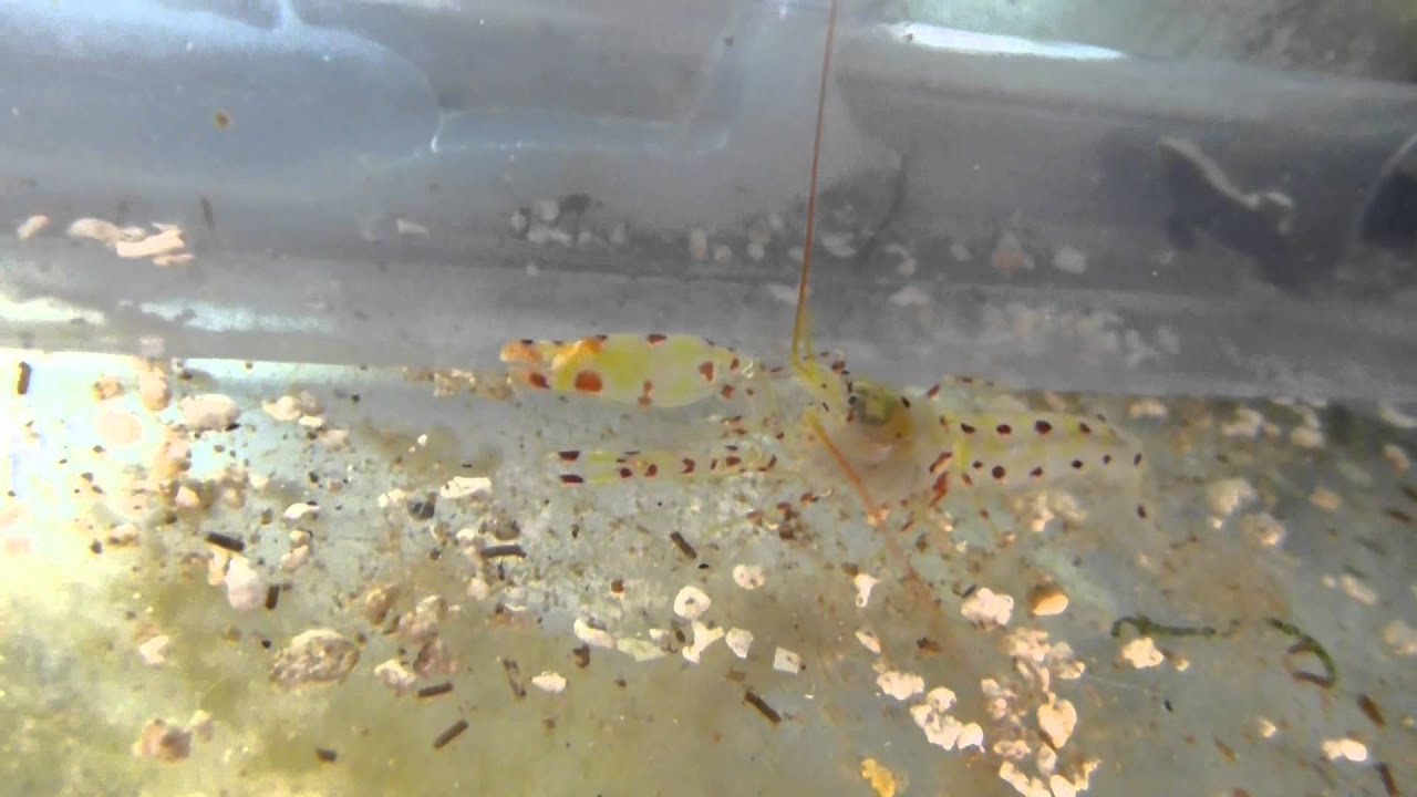 White Cap Goby and Pistol Shrimp Carls Aquarium - YouTube