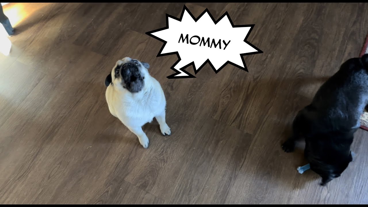 You can always count on a Pug …. - YouTube