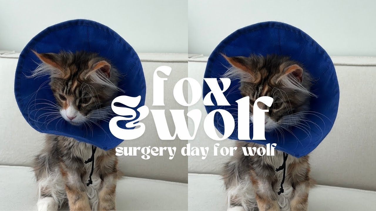 wolf gets surgery | fox & wolf the siblings series - YouTube