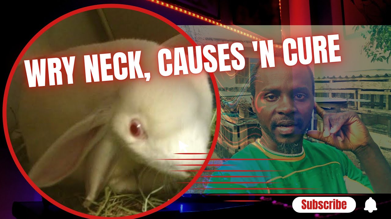 RABBIT FARMING: WRY NECK, SYMPTOMS AND SOLUTION. @scentfarms - YouTube