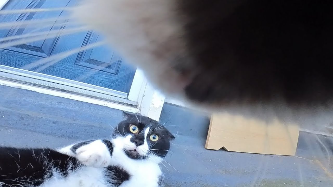 Cat wearing camera attacks a random cat - YouTube