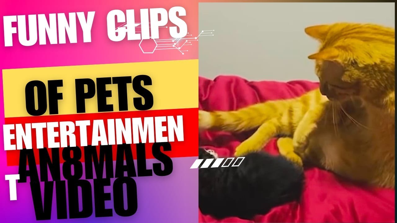 Funny Clips of pet animals (Cats and Dogs). Short Video for ...