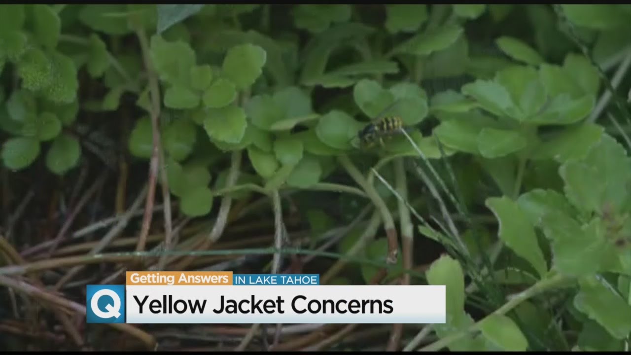 Yellow Jackets Swarming In Tahoe Area - YouTube