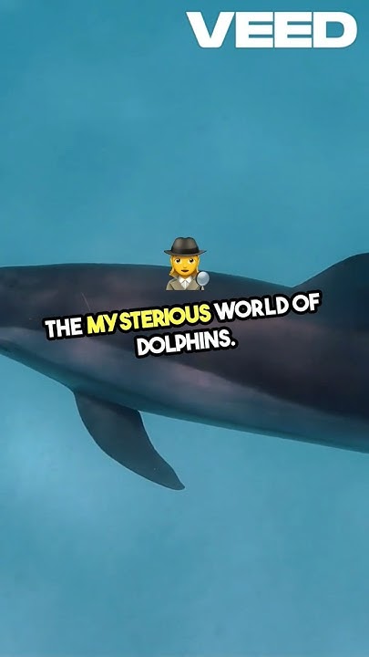 Unlocking the Secrets of Dolphins 🐬 #intrestingfacts #deepseamystery # ...