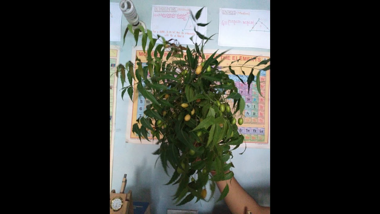 Nimoli - The Wonderful fruit of Neem. निमोली - नीम का अद्भुत फल। - YouTube