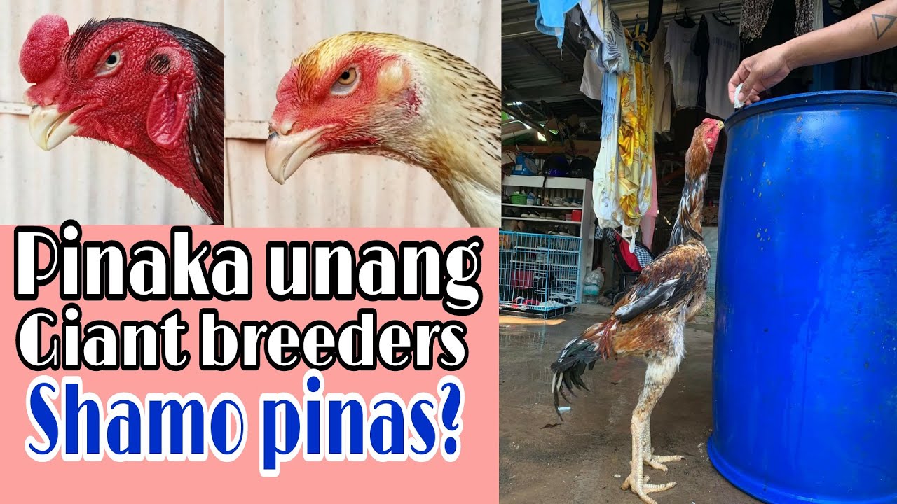 PINAKA UNANG BREEDERS NAGPASIKAT NG GIANT SHAMO SA PINAS /Best edit ...