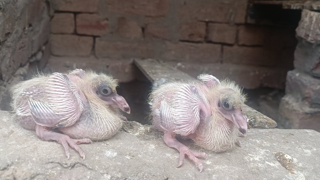 White Grizzle Baby Pigeons YouTube white-grizzle-baby-pigeons-youtube