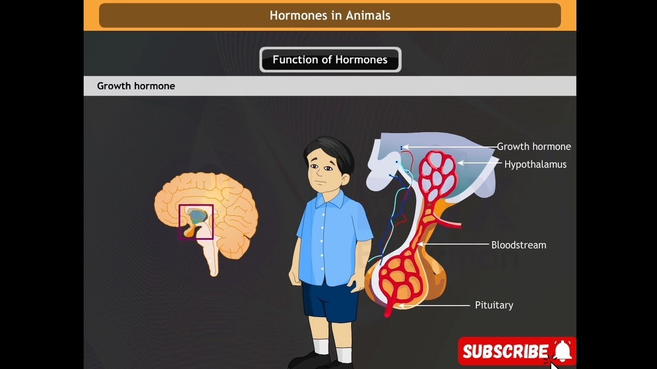 Classifications of animals hormones animation - YouTube