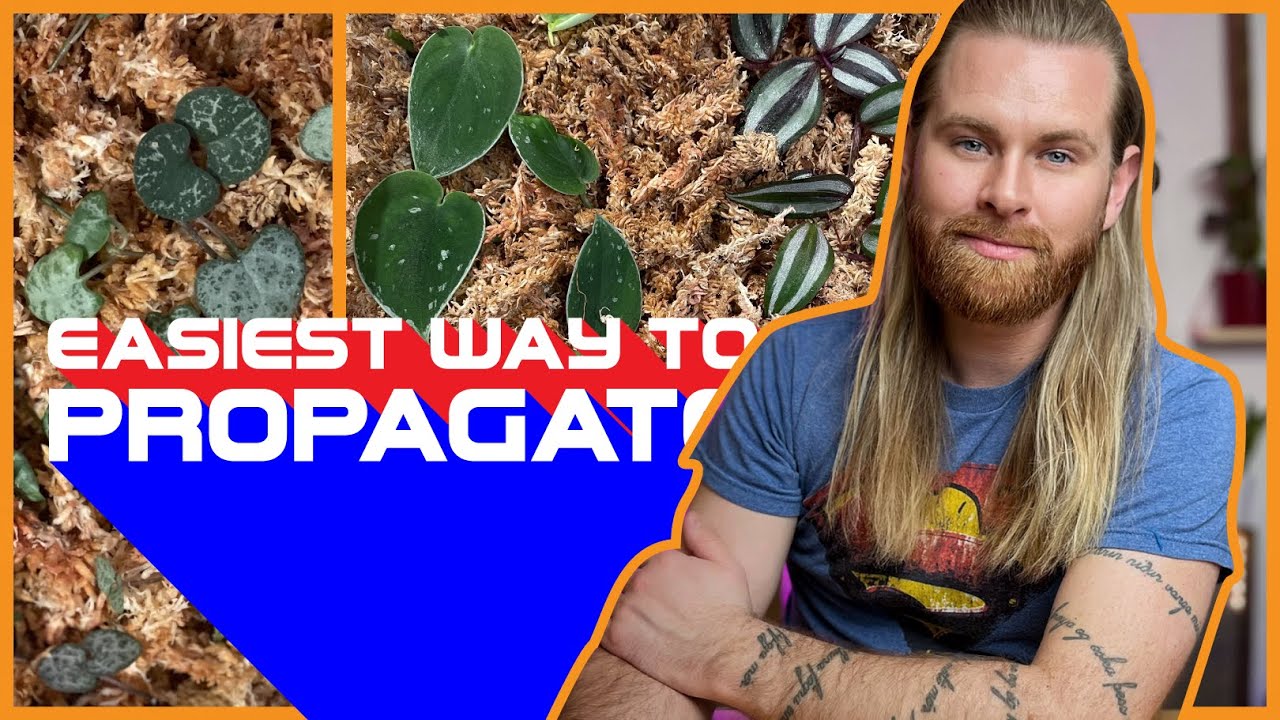 EASY PROPAGATION BOX | Sphagnum moss & house plant propagation (It's my ...