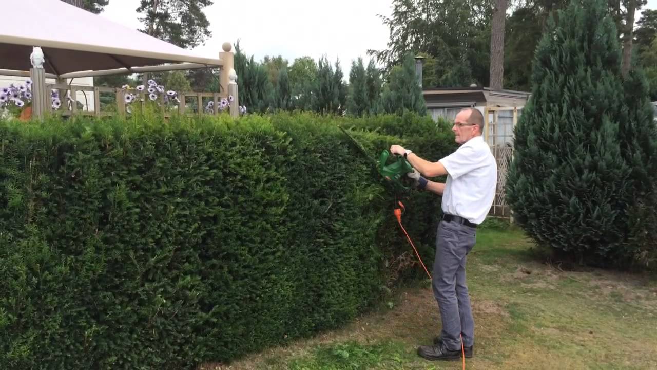 Taxus snoeien - YouTube