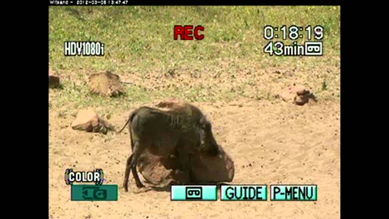 Vlakvarke 5 Mar 2012 - YouTube