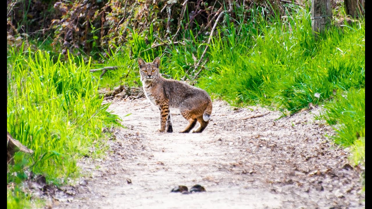 Bobcat & Kitten - Santa Cruz Mountains - YouTube