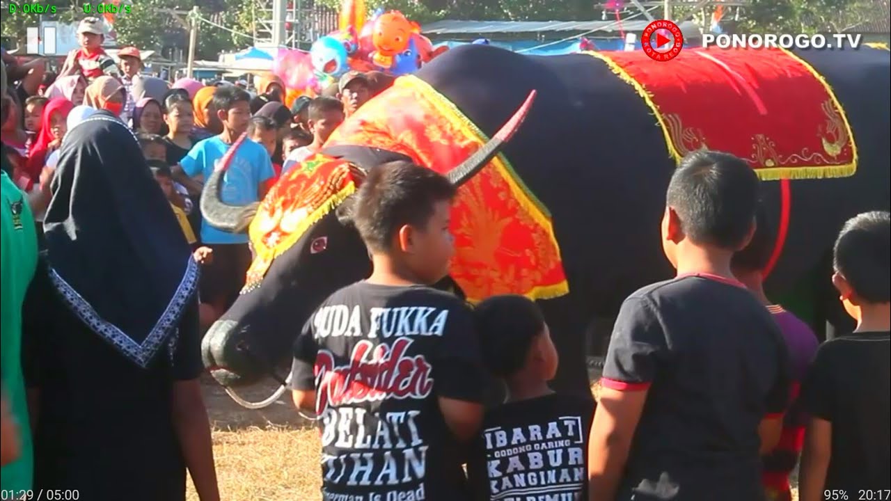 Kebo Ndanu Bergoyang Di Lapangan Sukosari Babadan Ponorogo - YouTube