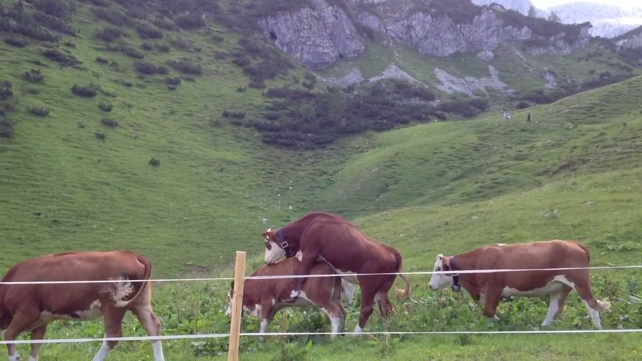 Cows in the German Alps - YouTube