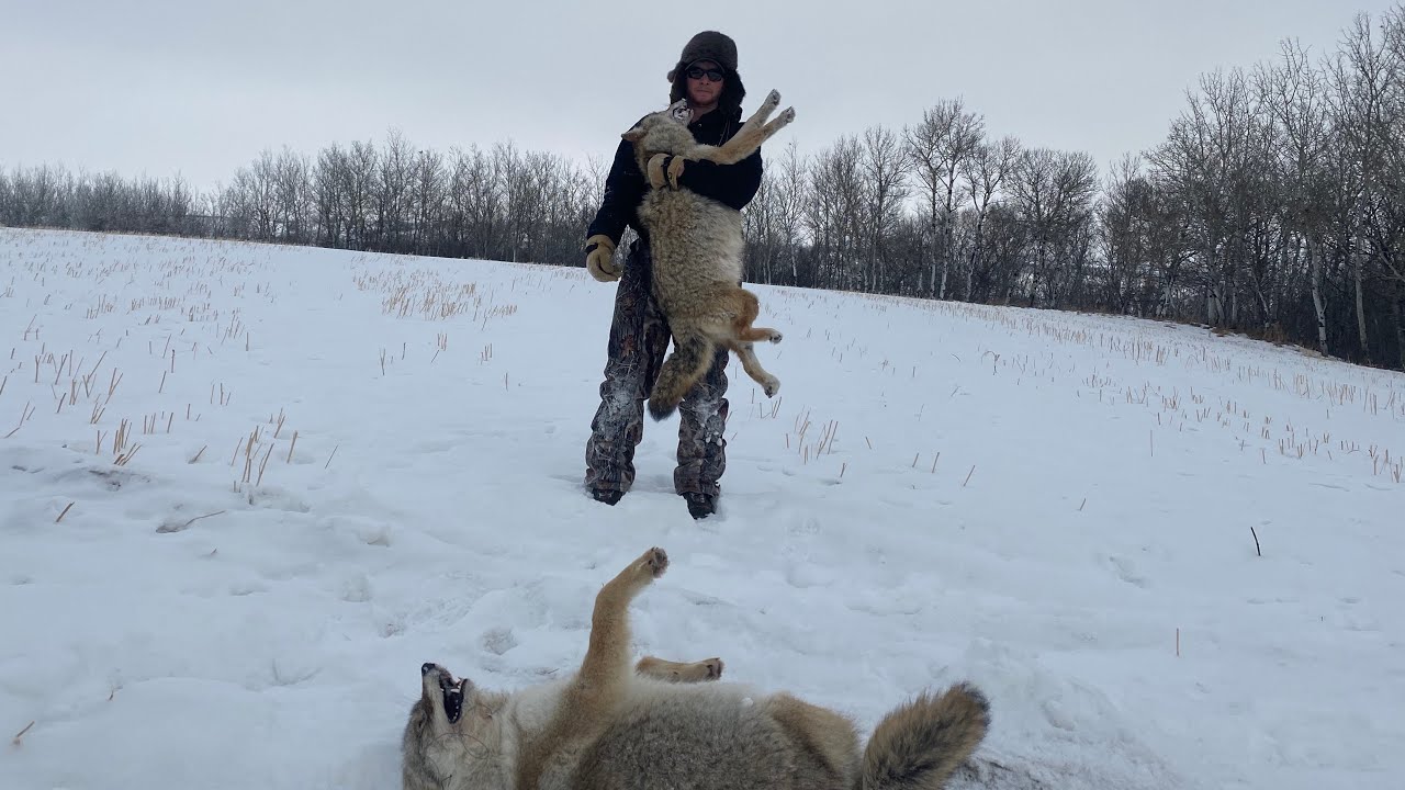 Snaring Coyotes , Big Bugger - YouTube