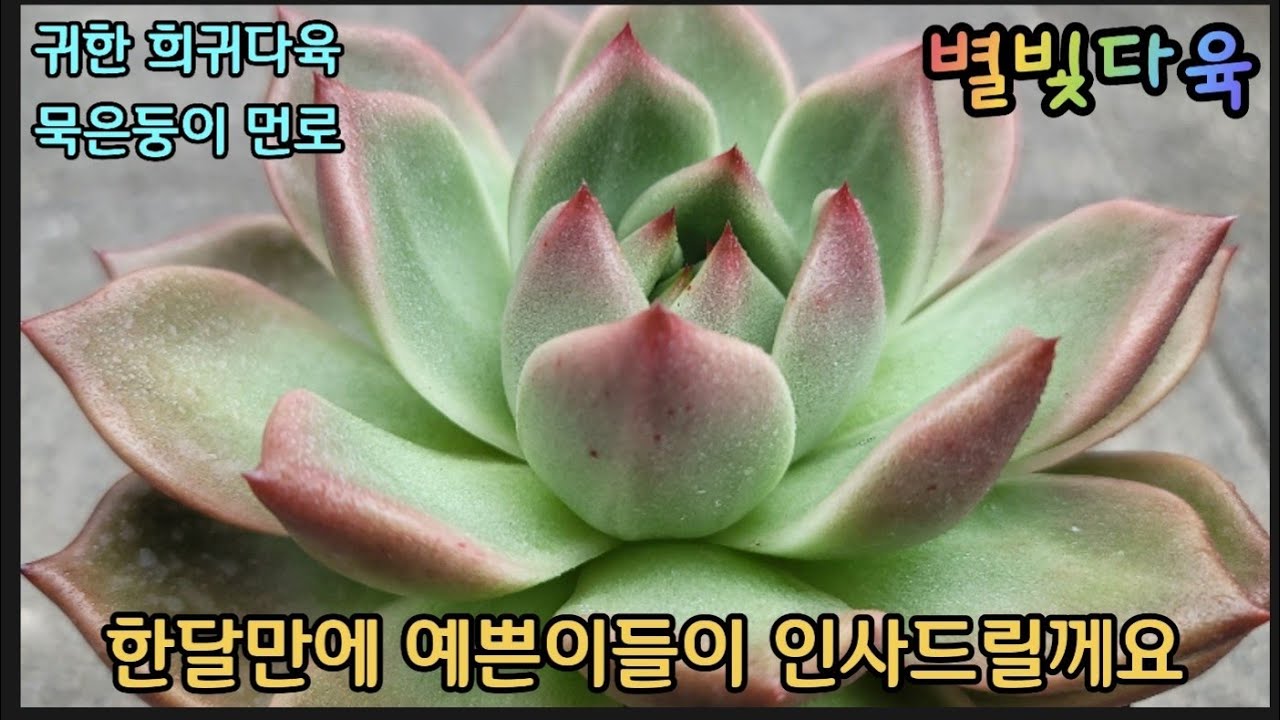 220815별빛다육명품다육초창기 젤리군생파랑새군생프랭크슈퍼클론 금오리지널 레드다이아몬드 귀품다육위트버젠스금먼로레드콘succulent肉质植物