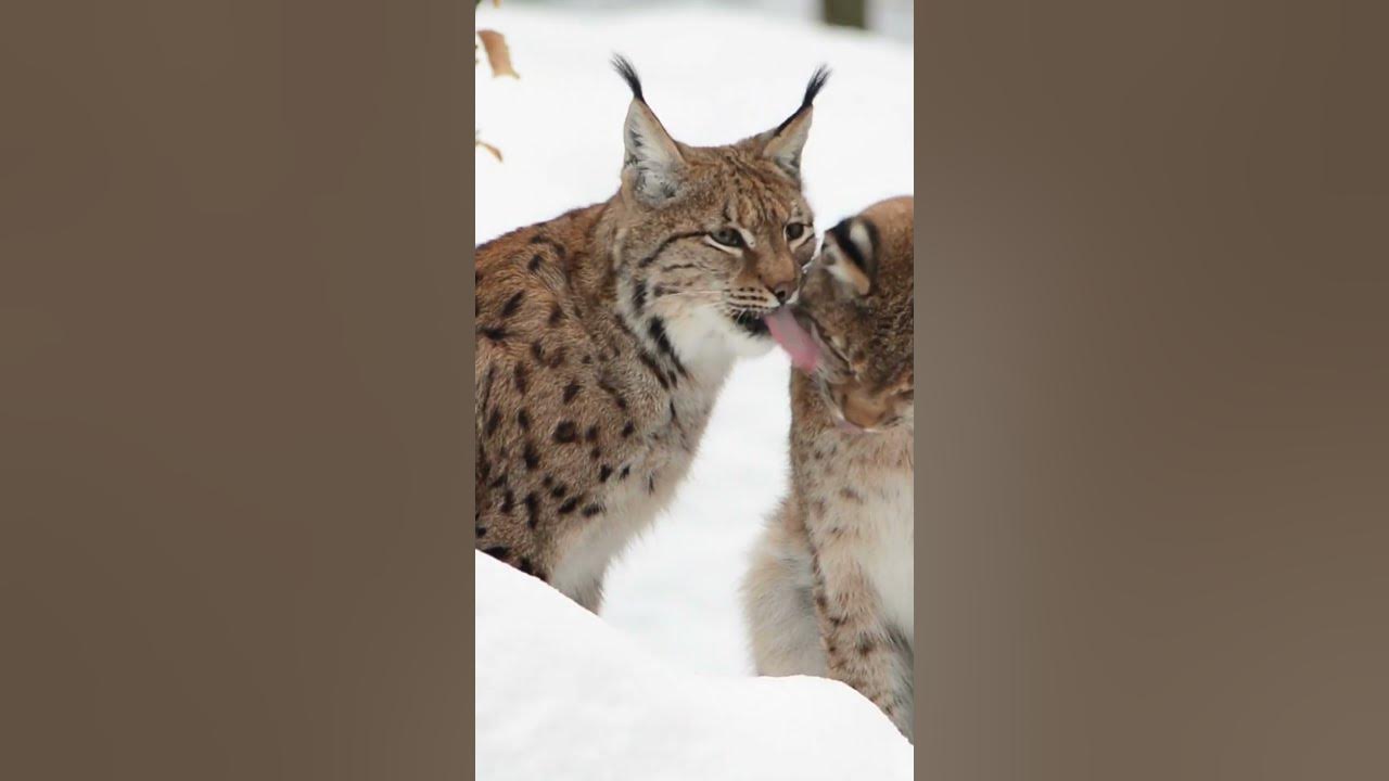 Fascinating Facts About The Wild Eurasian Lynx The Largest Of All fascinating-facts-about-the-wild-eurasian-lynx-the-largest-of-all