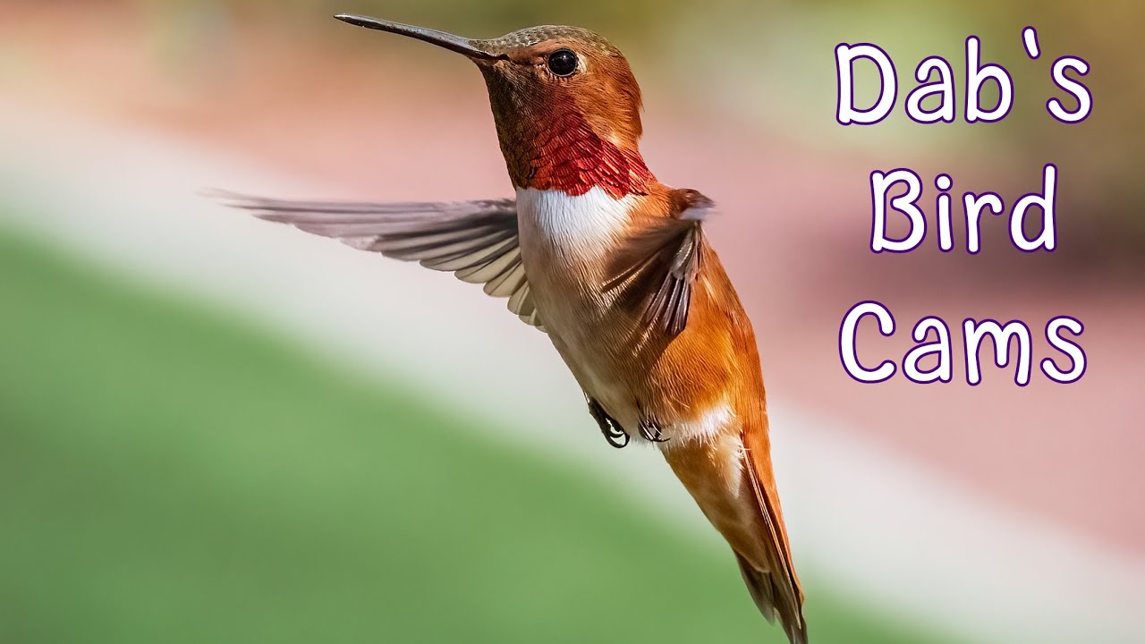 Dab's Bird Cams & Chill Music - San Diego, California - YouTube