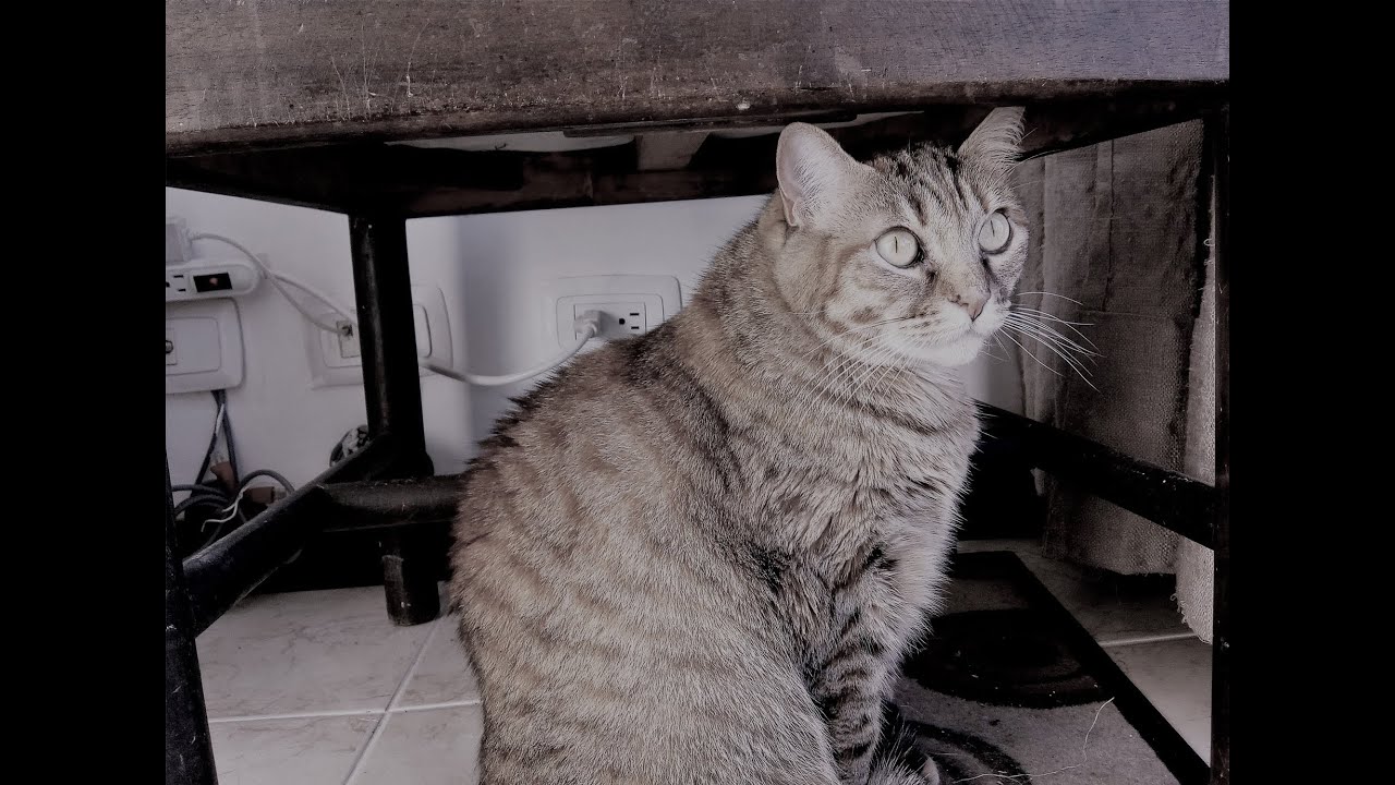Tu Gato del signo zodiacal Aries - YouTube