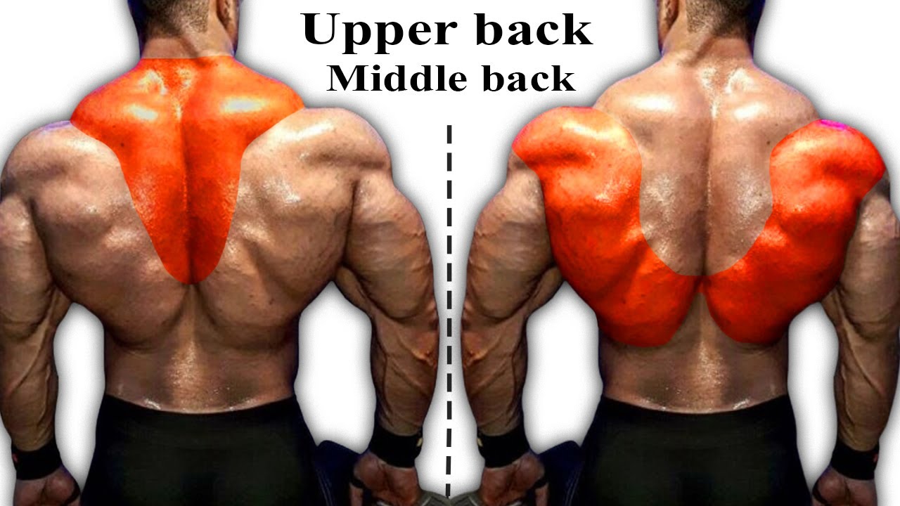 Top 4 Back and Traps Workout to Build Upper Back and Middle Back - YouTube