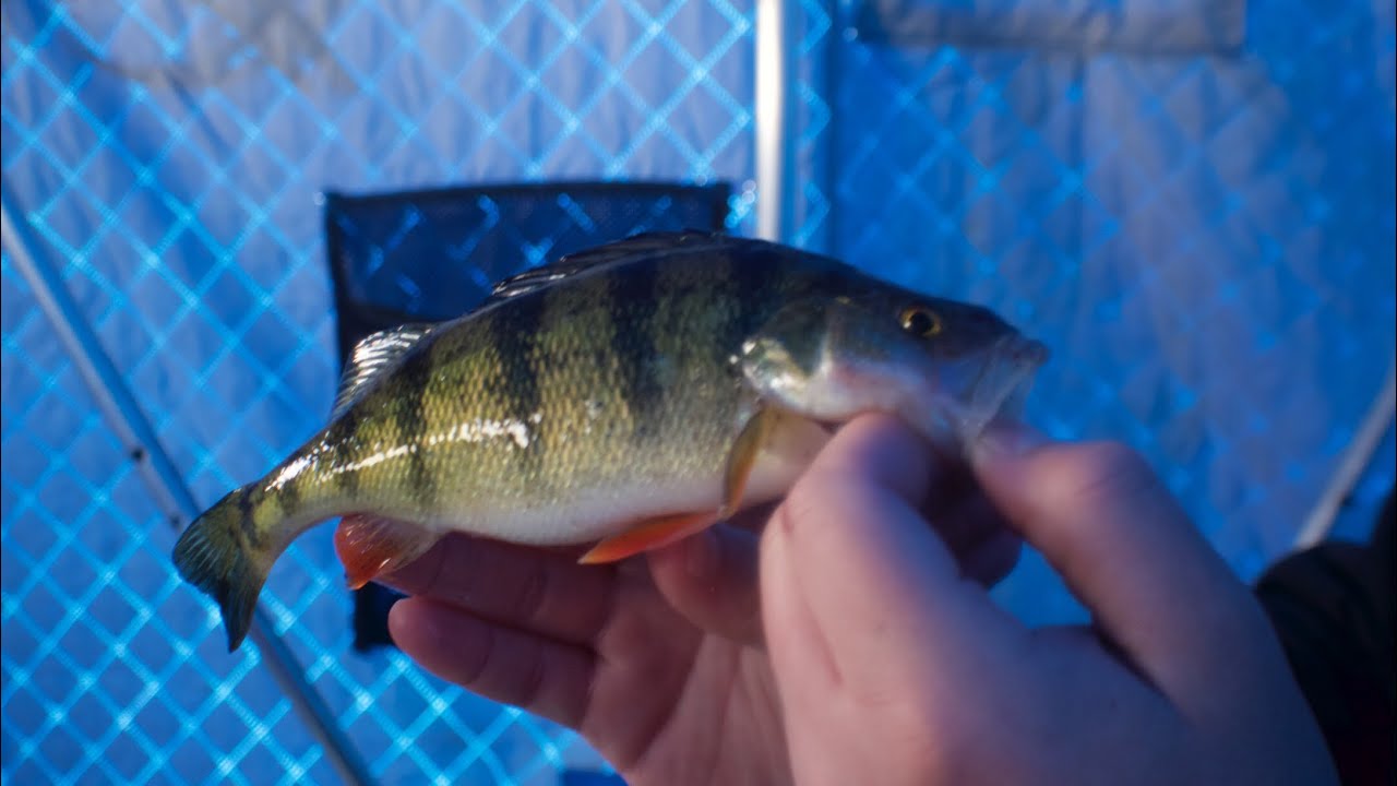 Ice Fishing For JUMBO Perch - 2018 - YouTube